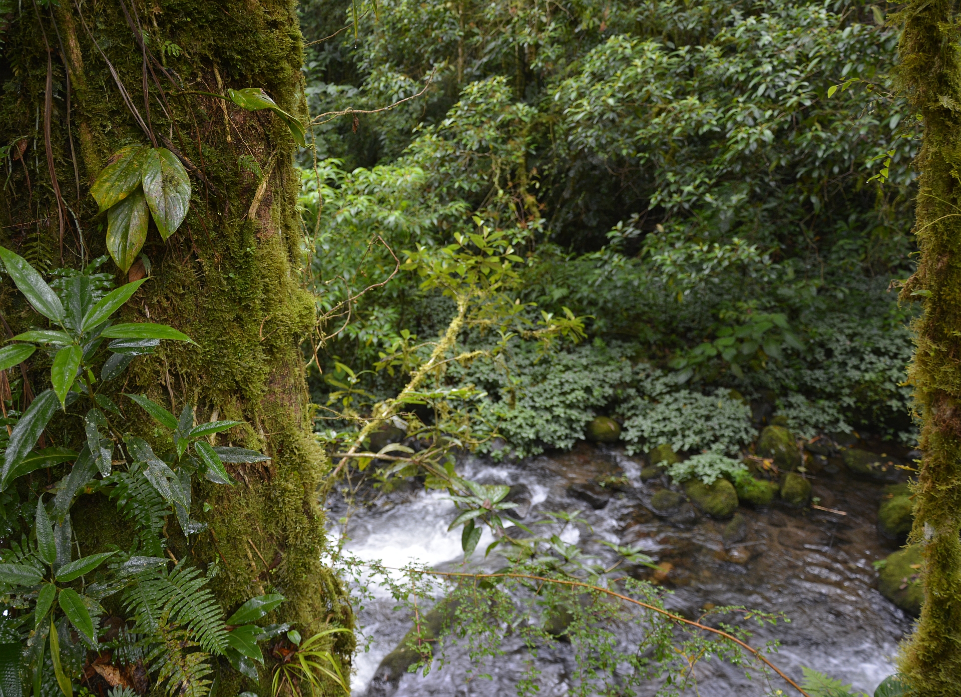 Krankheiten / diseases - saltatoria.info - Haltung und Zucht von ...