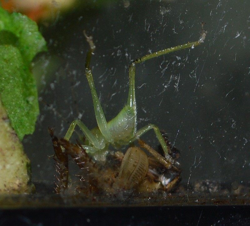 Hexacentrus cf. unicolor - Nachzucht gelungen! - saltatoria.info ...