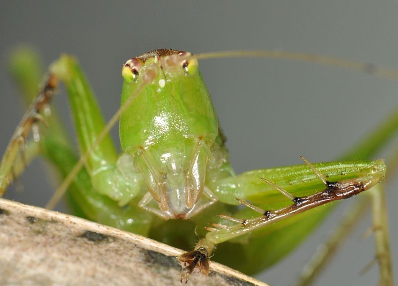 Hexacentrus cf. unicolor - Nachzucht gelungen! - saltatoria.info ...
