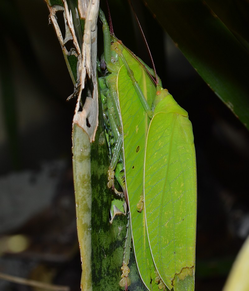 Chloracris cf. prasina Paarung - saltatoria.info - Haltung und Zucht ...