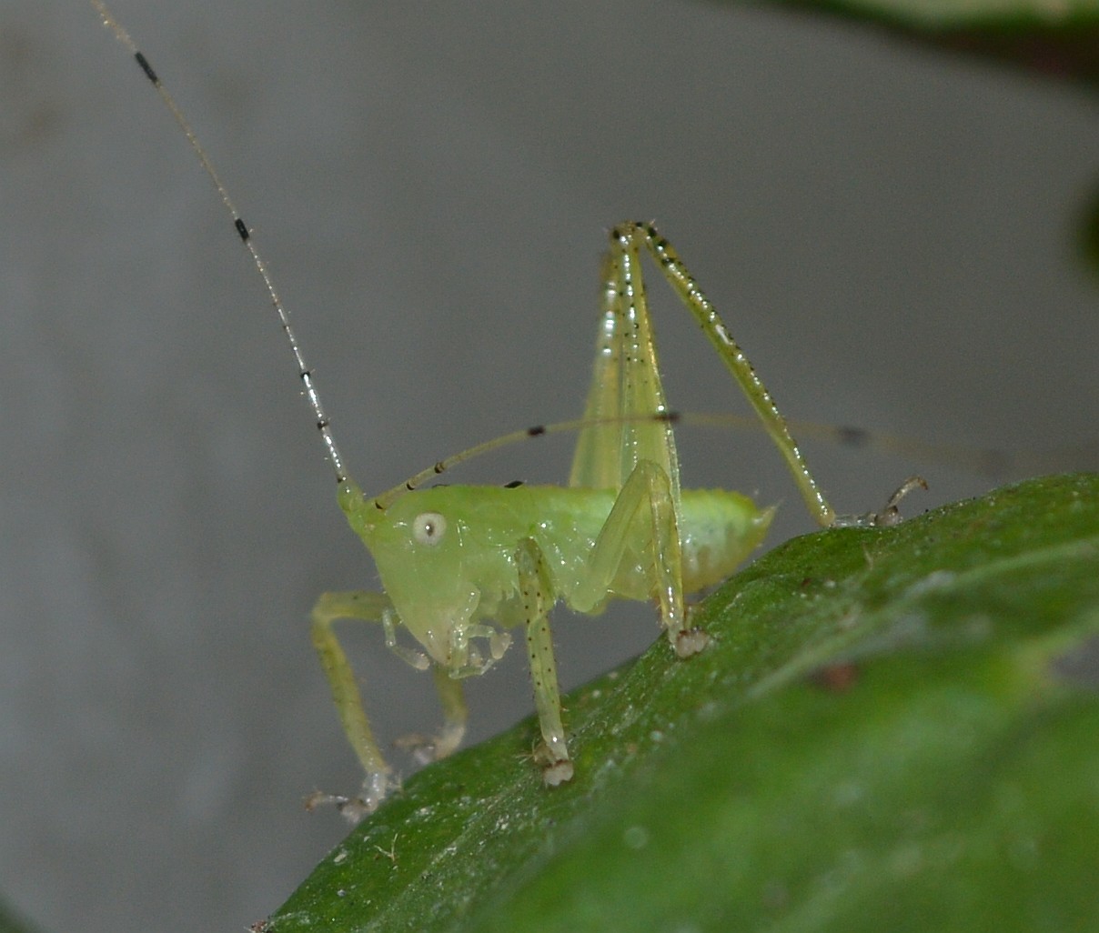Hexacentrus cf. unicolor - Nachzucht gelungen! - saltatoria.info ...