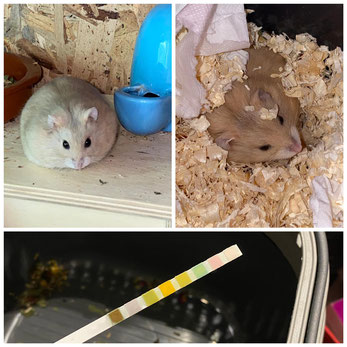 Diabetes bei Zwerghamstern - hamsterrettung-nord