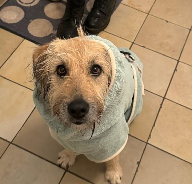 Jayda (weibl., geb. ca. April 2022) - kleiner als ihr Bruder Jay, aber ...