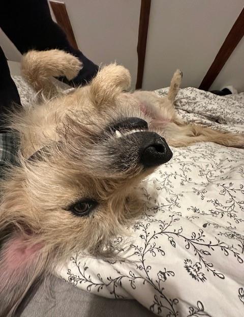 Jayda (weibl., geb. ca. April 2022) - kleiner als ihr Bruder Jay, aber ...