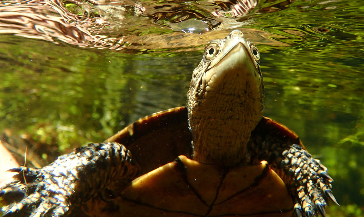 Fauna del Noroeste - Página web de faunadelnoroeste