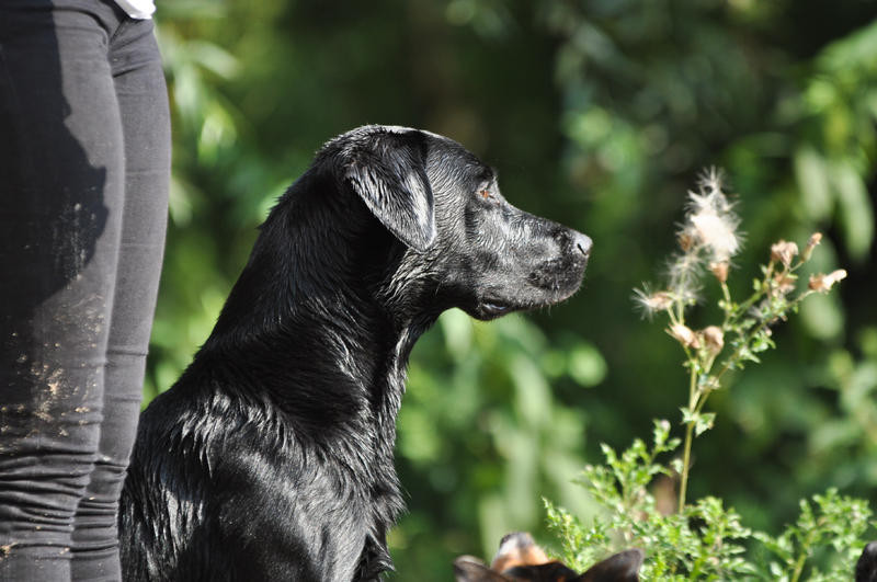 Labrador retriever - black rockets
