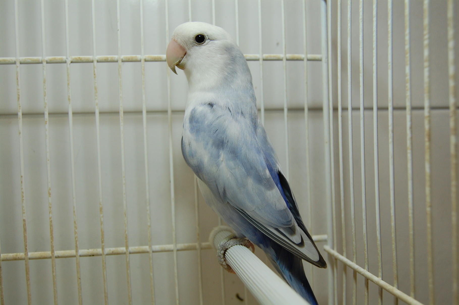 LINEA AZUL / PAR-AZUL - Aviario Iluro - Agapornis Roseicolis Mataró ...