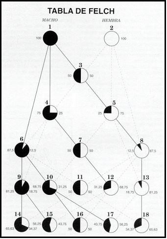 TABLA DE FELCH - Aviario Iluro - Agapornis Roseicolis Mataró - Maresme ...