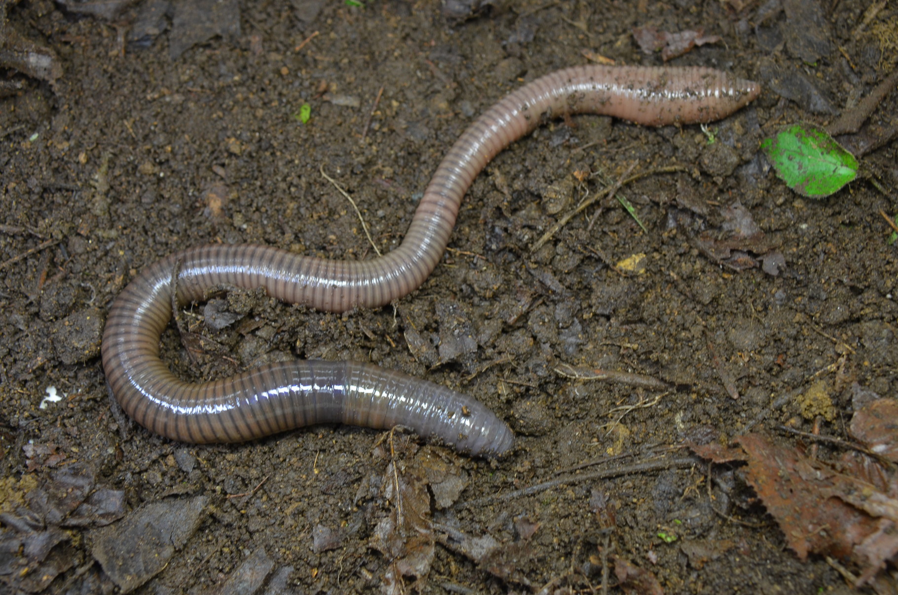 イイヅカミミズ - 日本産ミミズ大図鑑 Handbook of Japanese Earthworm
