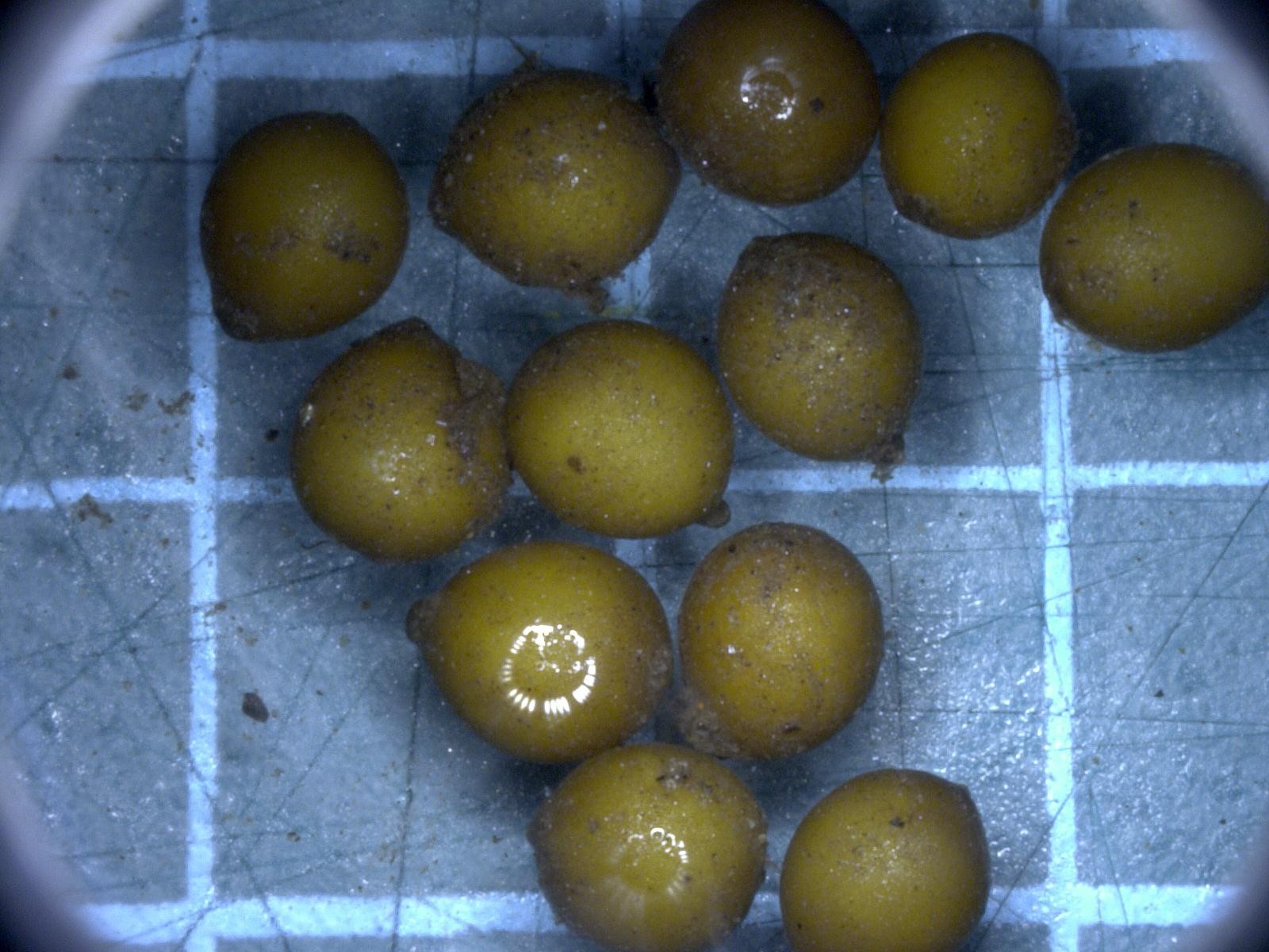 シマミミズ - 日本産ミミズ大図鑑 Handbook of Japanese Earthworm