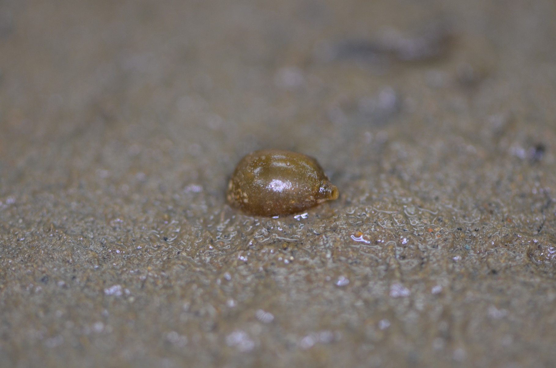 ハッタミミズ - 日本産ミミズ大図鑑 Handbook of Japanese Earthworm