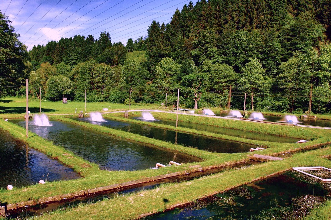 Frische Forellen aus dem Versetal - Forellenzucht Versetal – Zucht und Verkauf