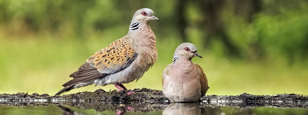 Tiere/Insekten/Biologische Vielfalt - NABU-Gruppe Land Hadeln
