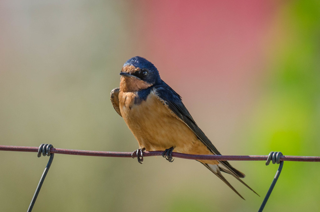 Hirundo Rustica - Página web de avifaunapuebla