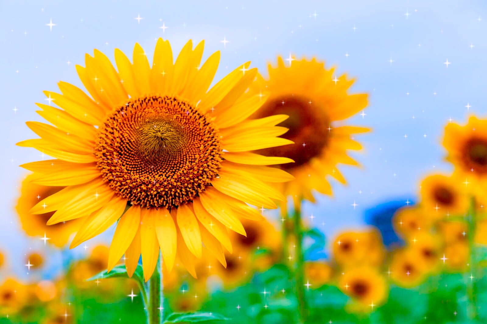 講師紹介 - flowergallant-academy ページ！