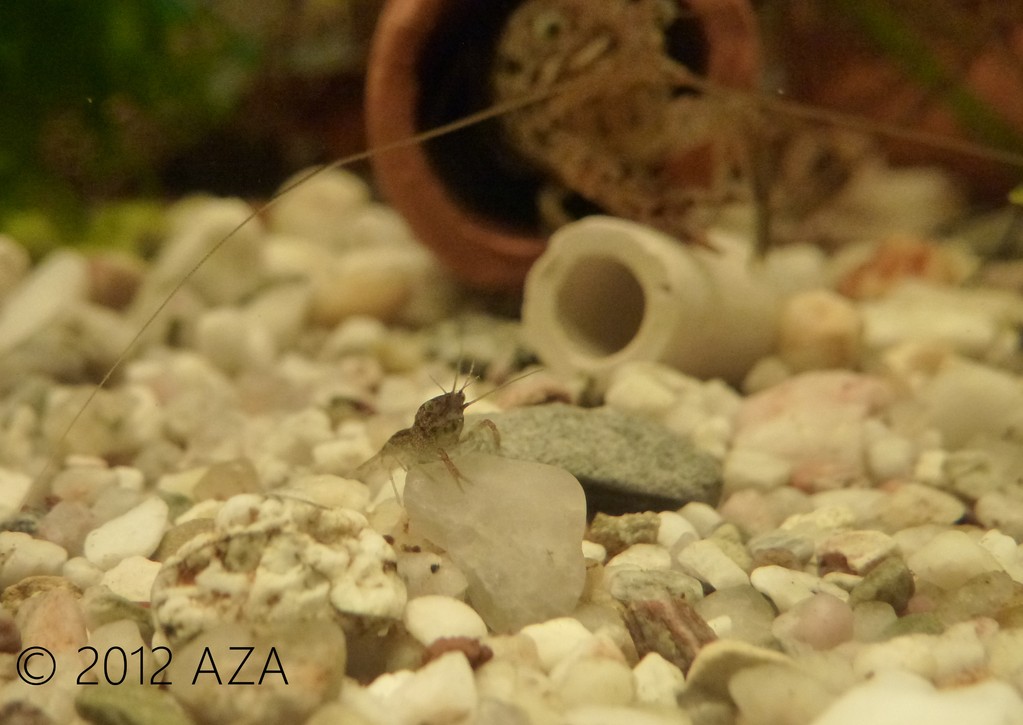 Marmorkrebs (Procambarus sp.) - aquazone austria Aquaristik