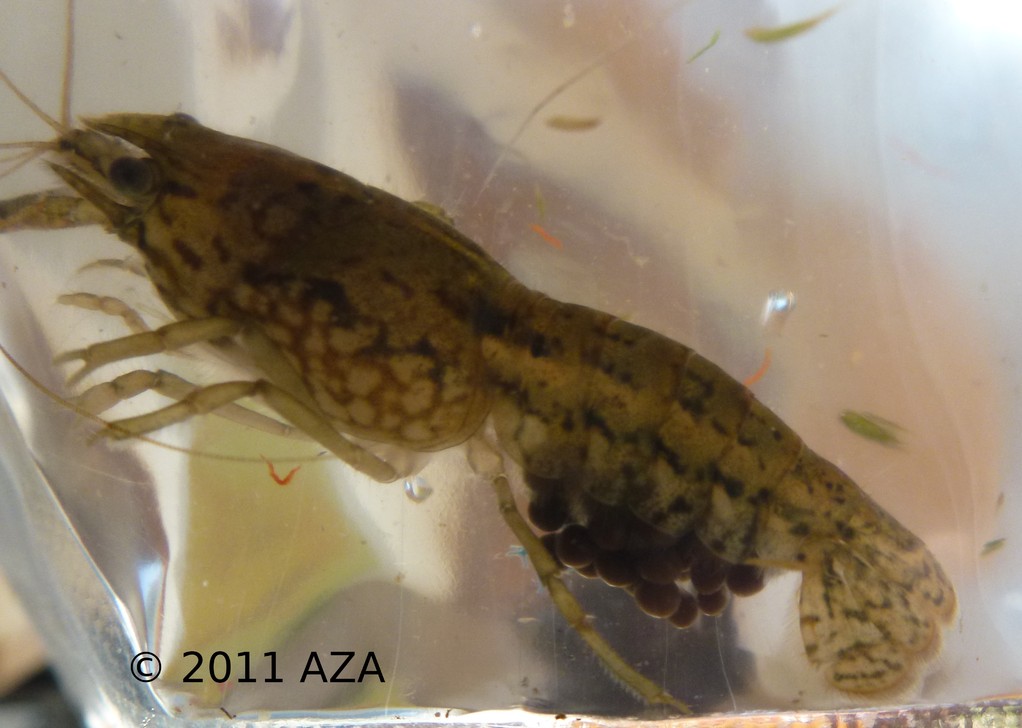 Marmorkrebs (Procambarus sp.) - aquazone austria Aquaristik