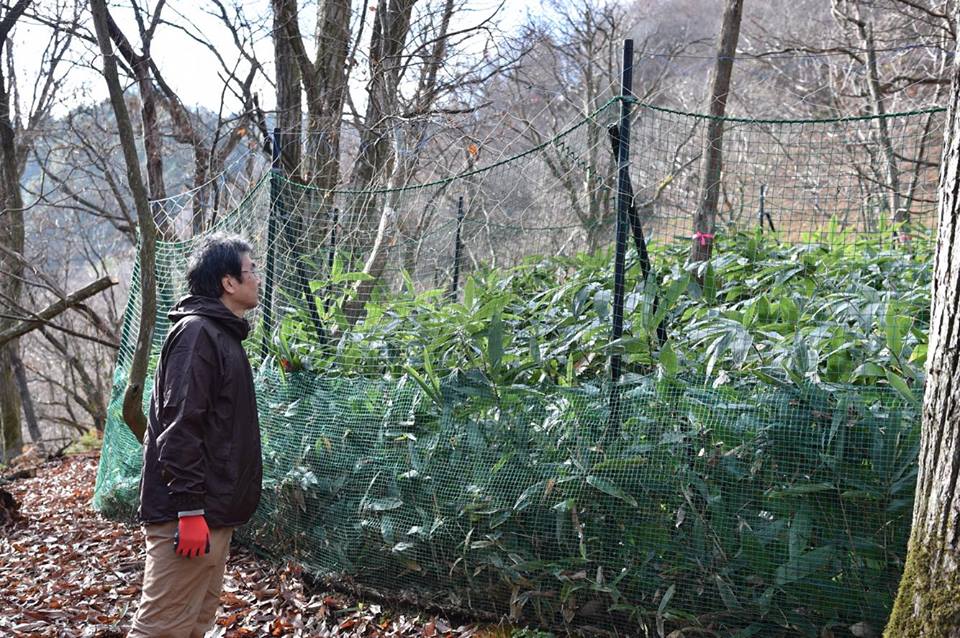 Forest maintenance - NPO法人 Kyoto Woods