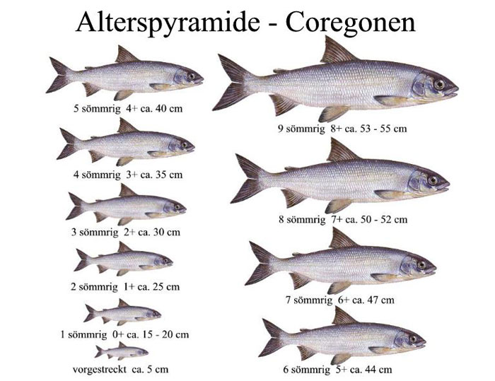 TECNICHE DI PESCA E LORO STORIA - pesca del coregone dalla barca