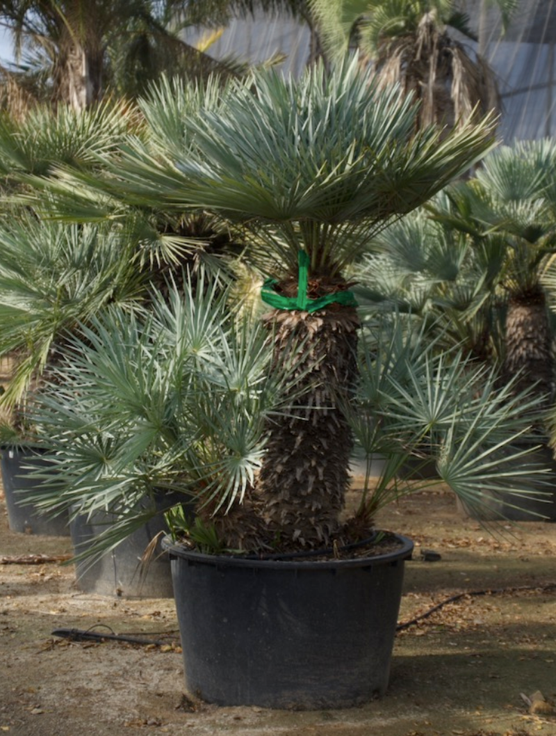 Blaue Zwergpalme (Chamaerops humilis cerifera) bis -15°C - Palmen Schartner Webseite!