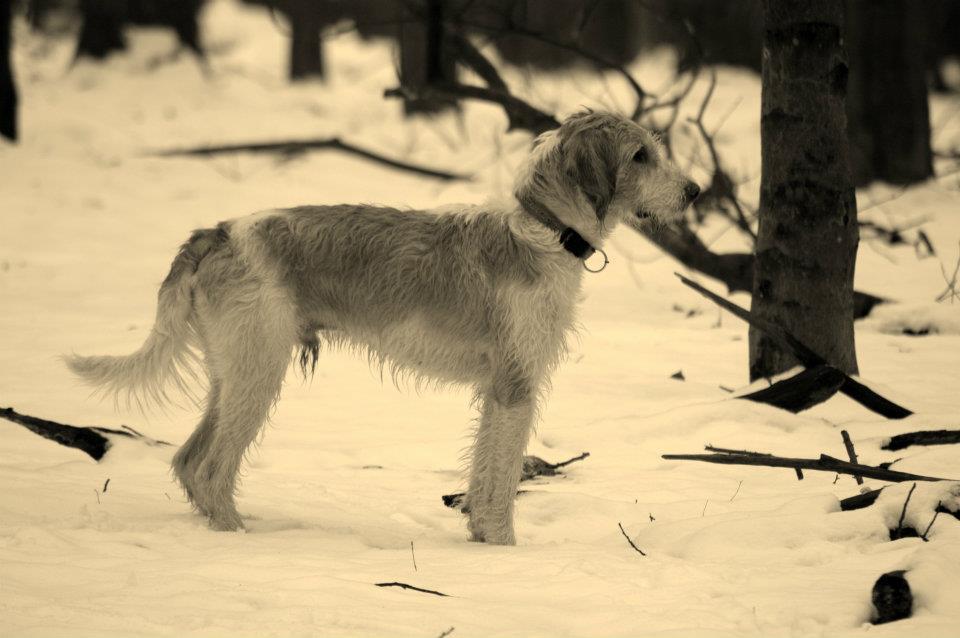 Hound Types- - foxhoundwelfareuks jimdo page!