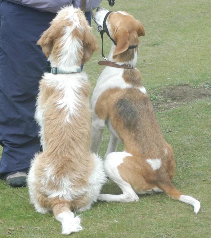 Picture Gallery - foxhoundwelfareuks jimdo page!