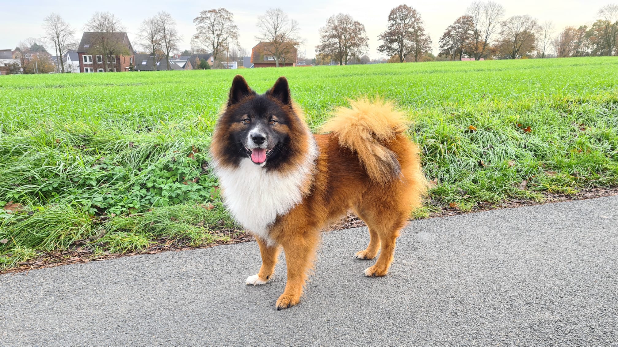 WORP I - Welkom op de website van chebo kennel "De Nijenhaer"