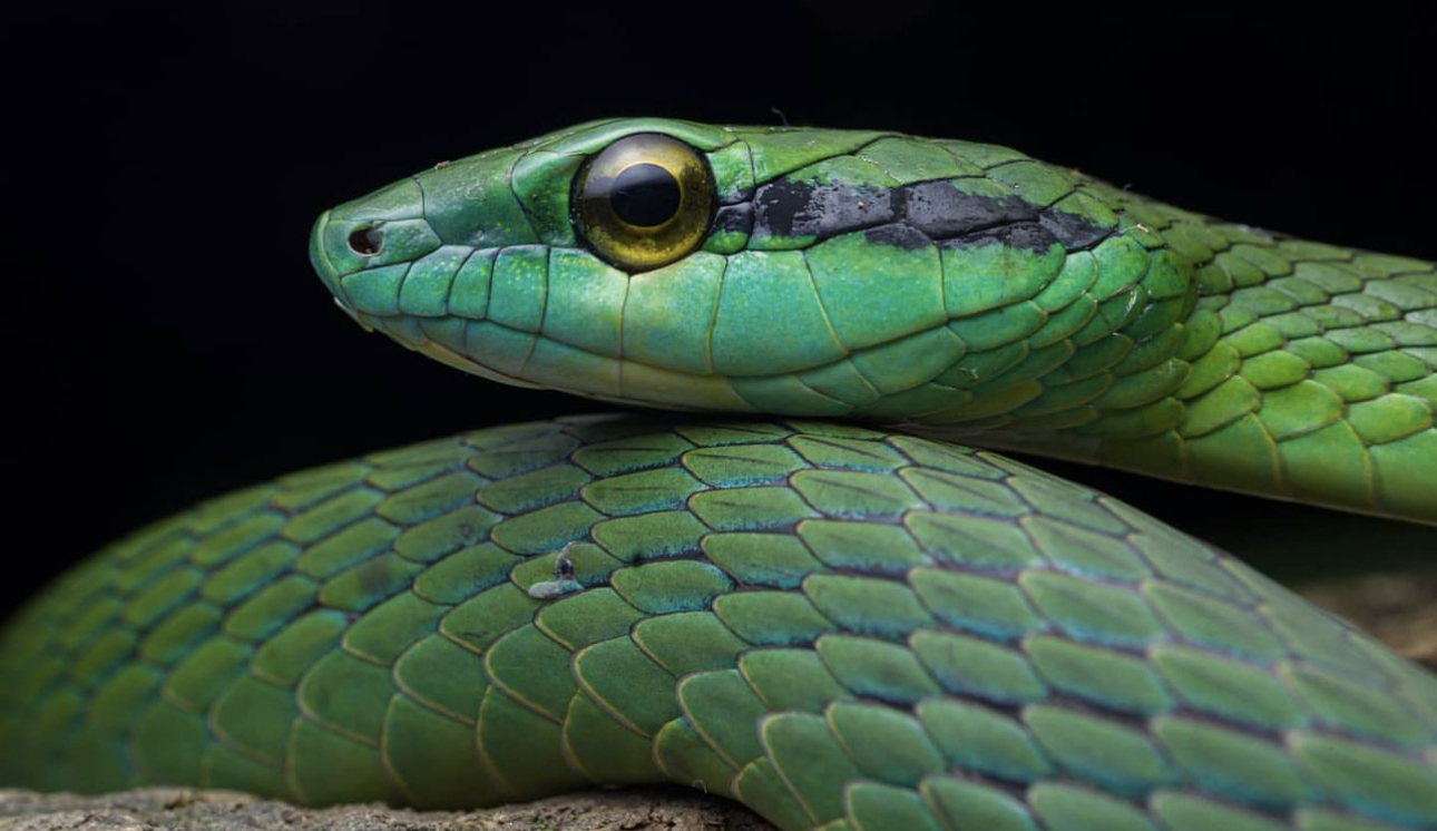 Lora falsa gigante (Leptophis occidentalis) - El Rincon del Botanico
