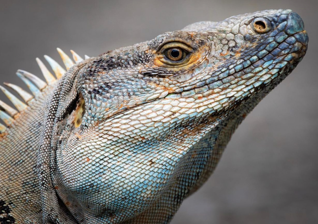 Garrobo o iguana negra (Ctenosaura similis) - El Rincon del Botanico