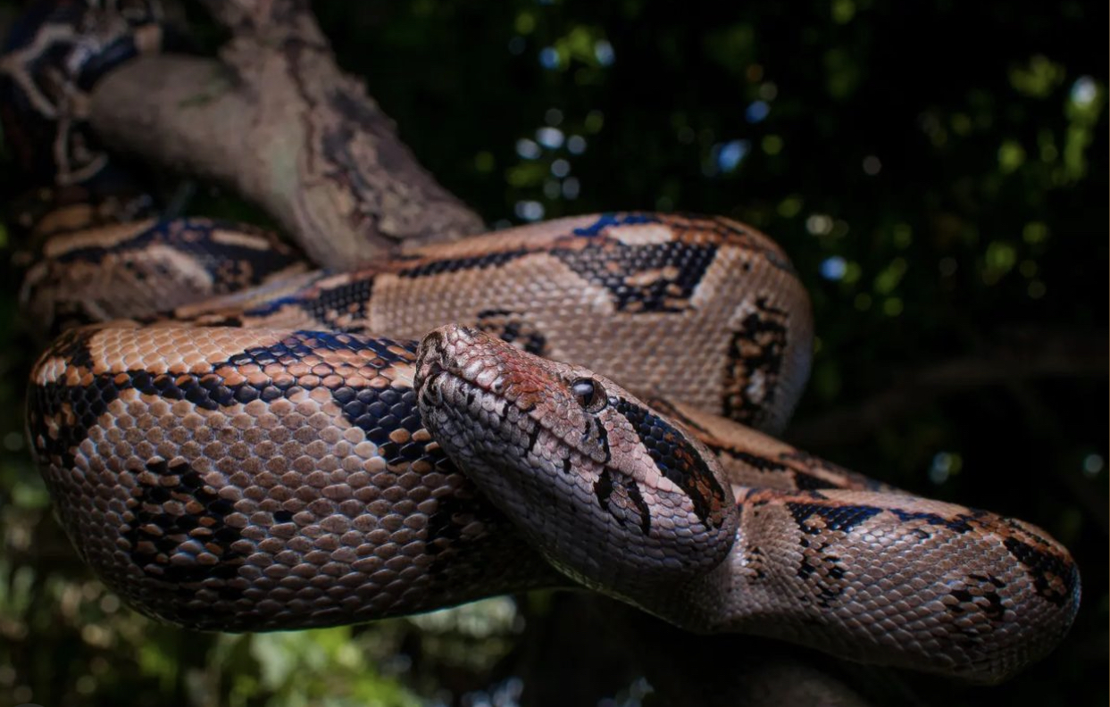 Boa comun (Boa imperator) - El Rincon del Botanico