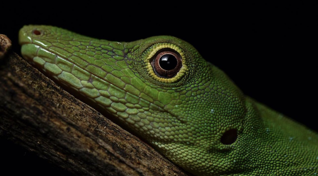 Anolis verde amazonico (Anolis punctatus) - El Rincon del Botanico