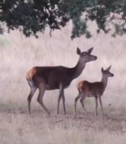 Ciervo comun (Cervus elaphus) - El Rincon del Botanico