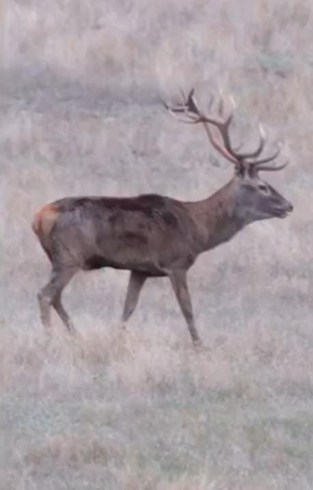Ciervo comun (Cervus elaphus) - El Rincon del Botanico
