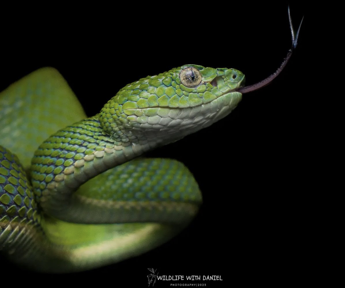 Lora venenosa (Bothriechis lateralis) - El Rincon del Botanico