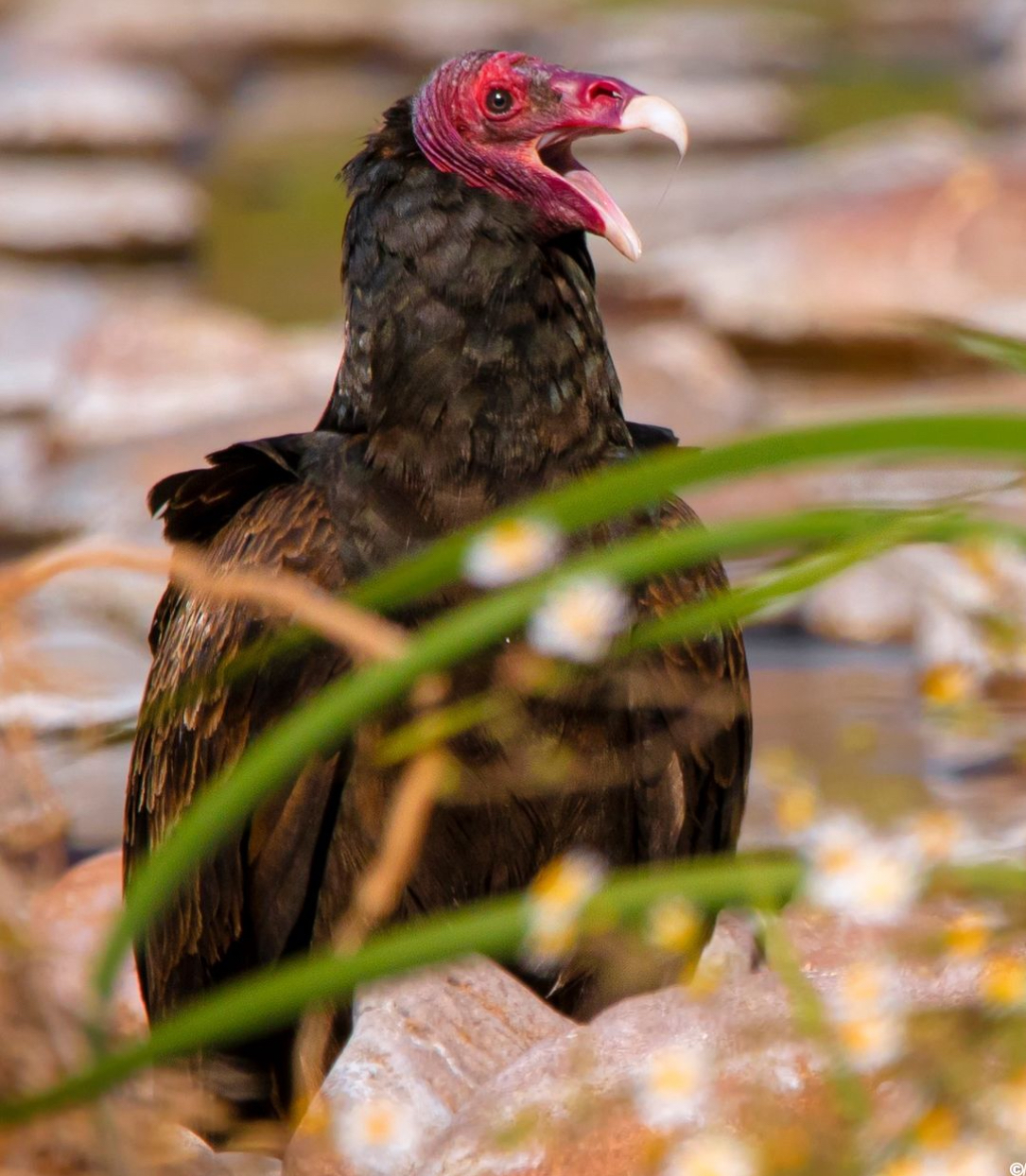 Zopilote aura, buitre americano de cabeza roja o jote de cabeza ...