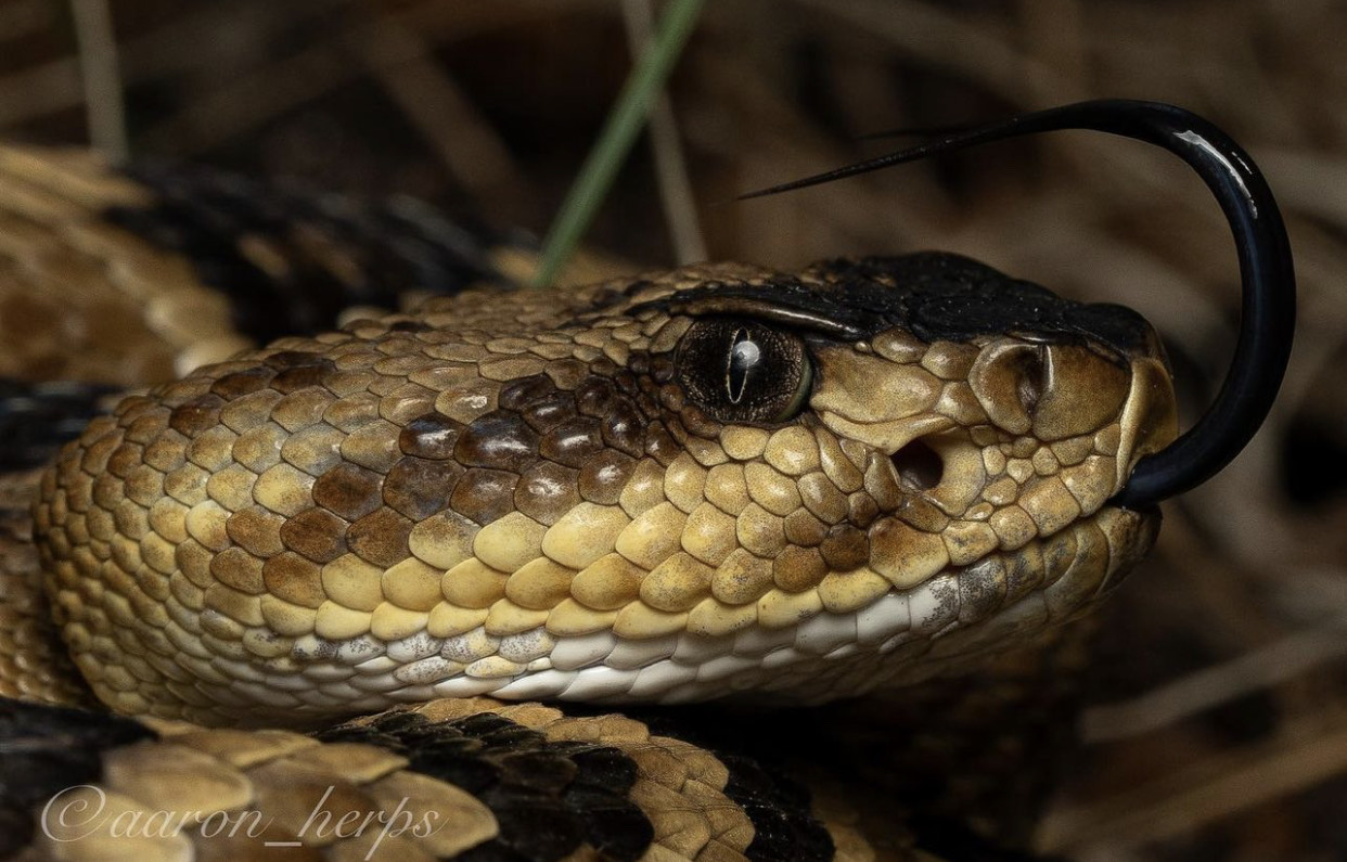 Serpiente de cascabel de cola negra (Crotalus molossus) - El Rincon del ...