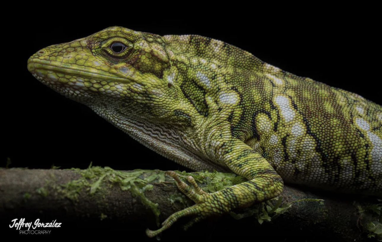 Anolis gigante (Dactyloa microtus) - El Rincon del Botanico