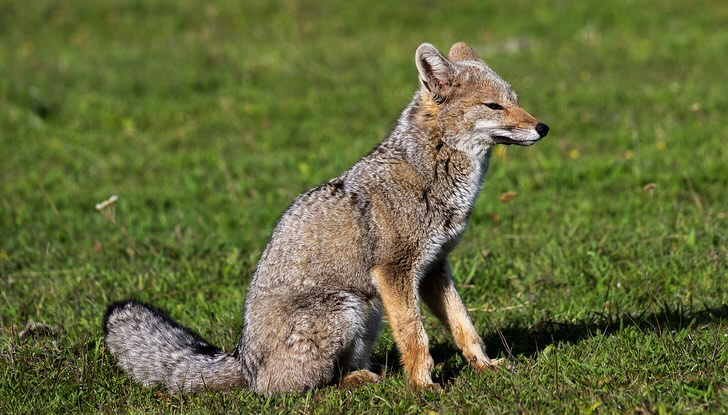 Zorro de Magallanes o zorro gris (Lycalopex griseus) - El Rincon del ...