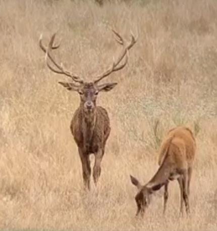 Ciervo comun (Cervus elaphus) - El Rincon del Botanico