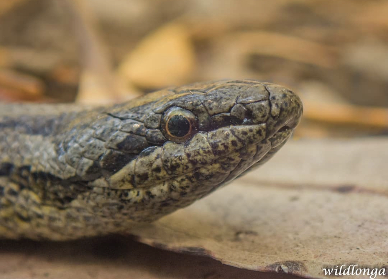 Culebra lisa europea (Coronella austriaca) - El Rincon del Botanico