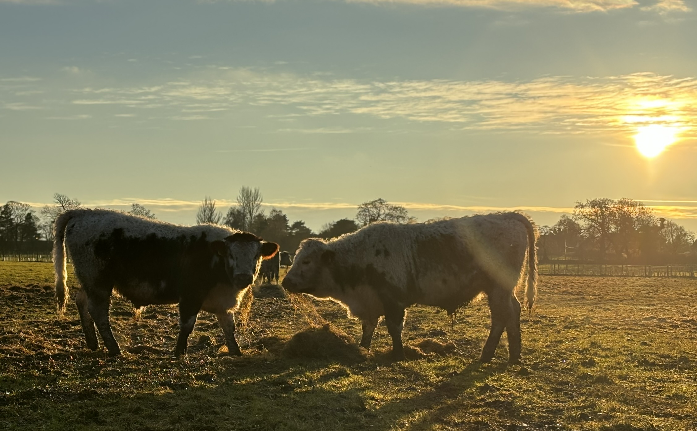 What is Susan's Farm? - susansfarm