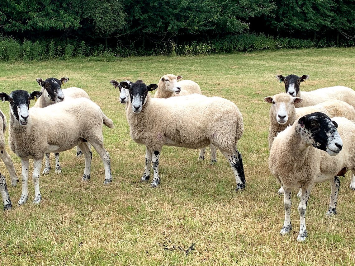 meet the team - susansfarm