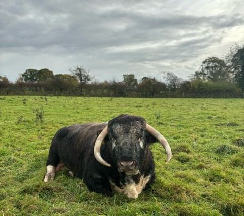 Gallery - susansfarm