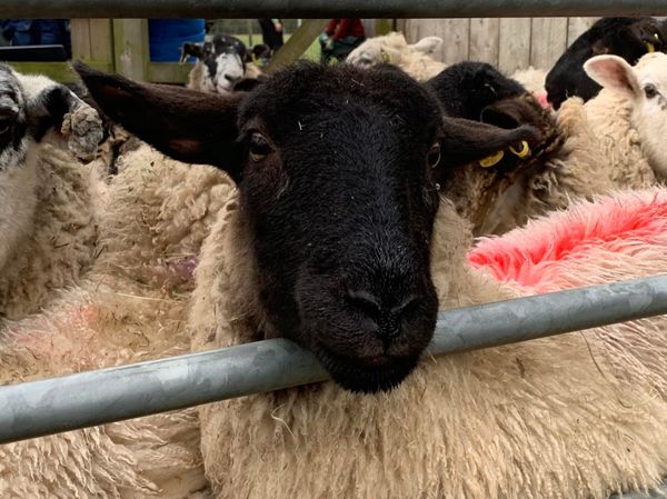 Gallery - susansfarm