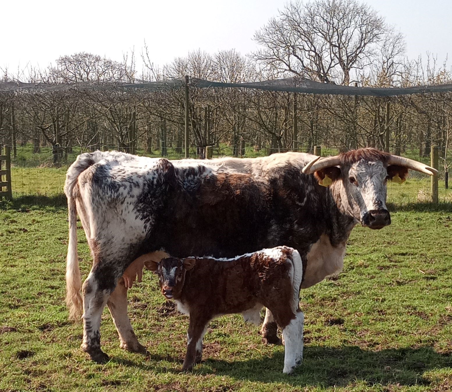 Gallery - susansfarm