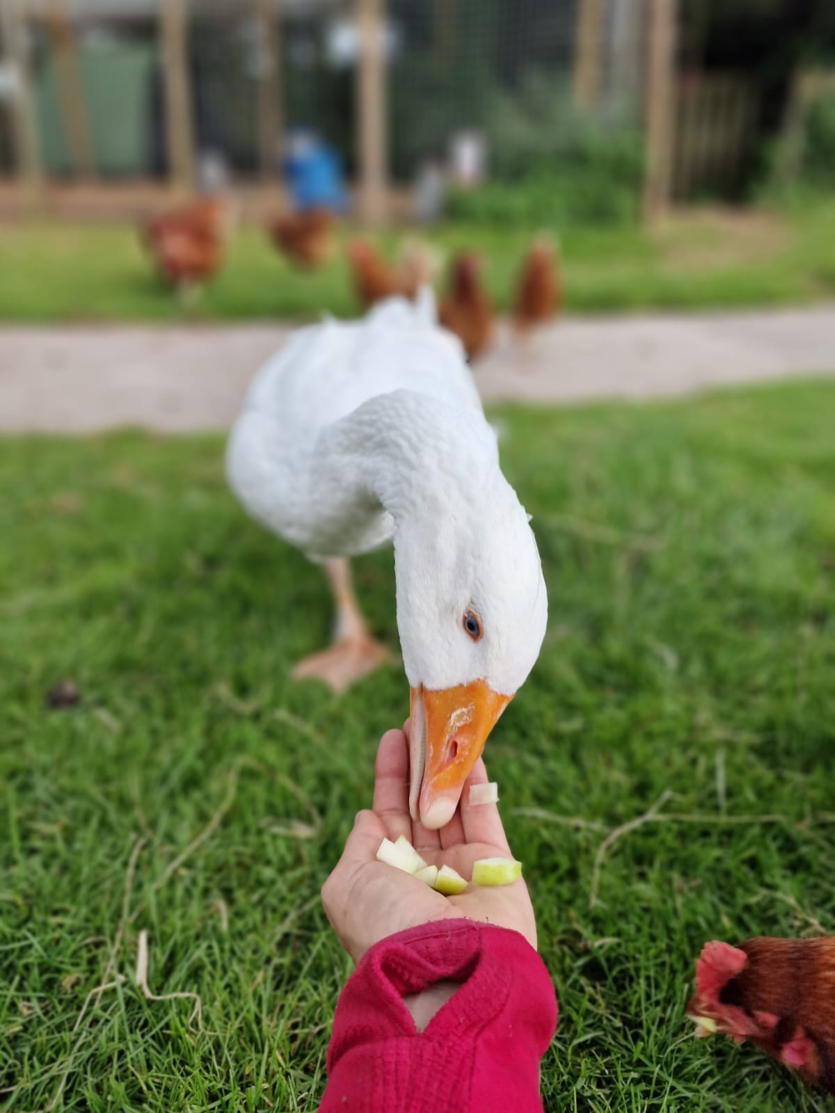 Gallery - susansfarm