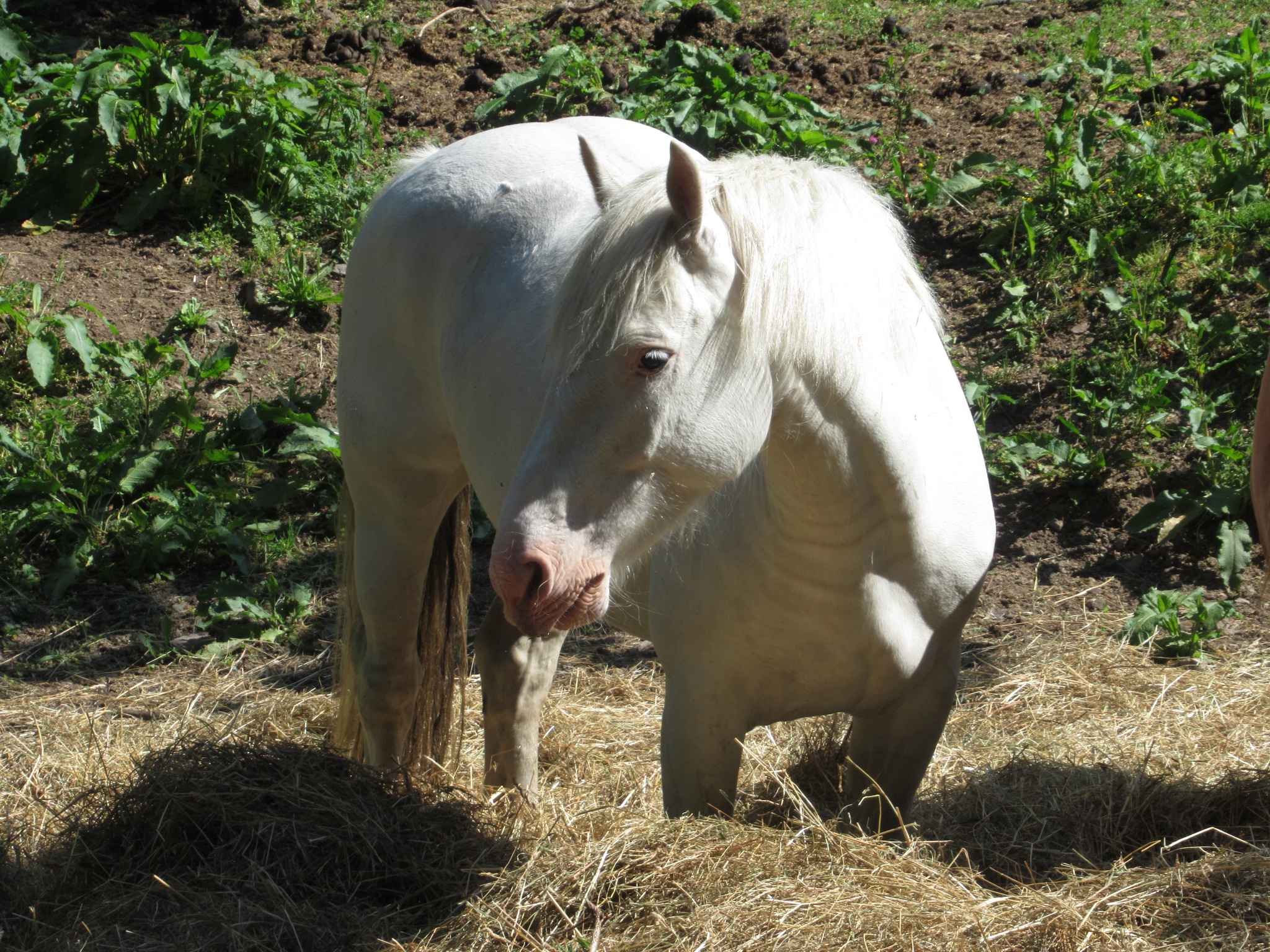 4. Etappe Neustadt am Rennsteig Oberhof - rennsteig2023s Webseite!