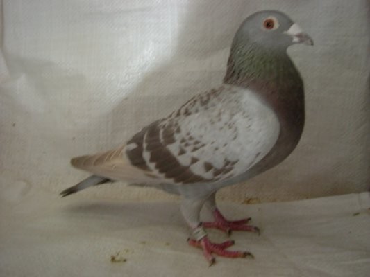 COLORES Y PATRONES - club mensajera de color