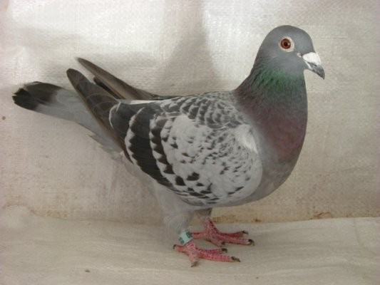 COLORES Y PATRONES - club mensajera de color