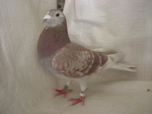 COLORES Y PATRONES - club mensajera de color